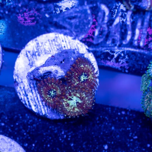 Shop | Detroit Reef Club